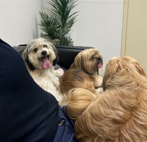 Coco Simba And Stevie Completed Their Australian Quarantine 🐶 ️🇦🇺