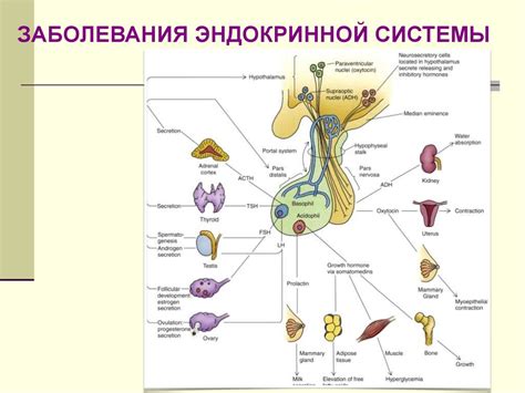 Заболевания эндокринной системы презентация онлайн