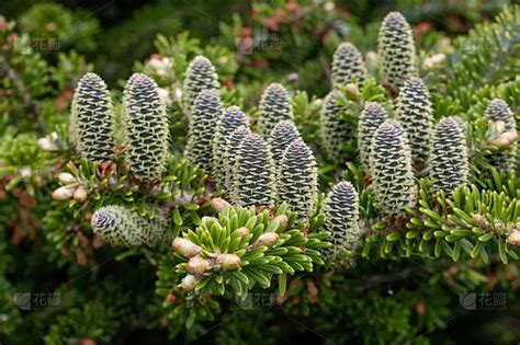 稀有针叶树朝鲜冷杉。冷杉的球果。宏。素材 花瓣网