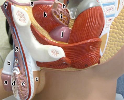 Bio 228 Lab 13 Flashcards Quizlet Bio 228 Lab 13 Flashcards Quizlet