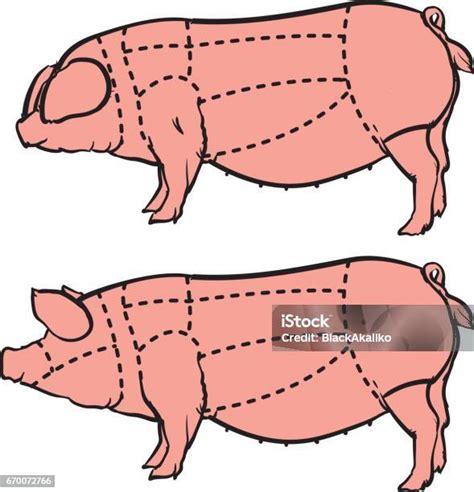돼지 세트의 커트 흰색 배경에 고립 그려진된 돼지 손 벡터 그림 그리기 정육점 다이어그램입니다 갈비 음식에 대한 스톡 벡터 아트 및 기타 이미지 Istock