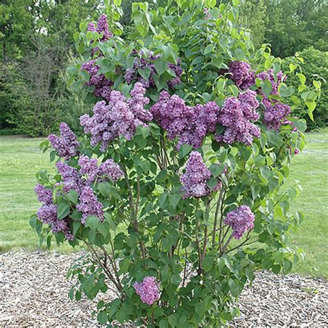 Syringa Vulgaris