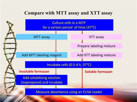 Apoptosis Assays Detection And Methods Pptx Biological Sciences