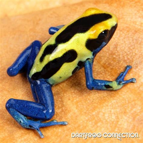 Dendrobates Tinctorius Patricia Coco Hut Patricia Dart Frog