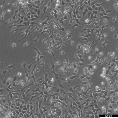 Cho Cell Line In Bioproduction Applications And Innovations