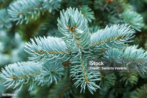 하늘색 바위 산 흰색 또는 은색 전나무 Abies Concolor Low S 또는 Balsam 전나무 또는 캘리포니아 흰 전나무 흰 Balsam 콜로라도 흰 전나무 전나무에