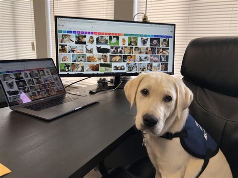 Kitty Porn R Labrador