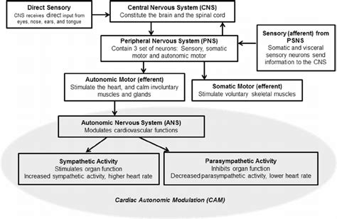 Schematic Diagram Of The Central Nervous System CNS Involvement In