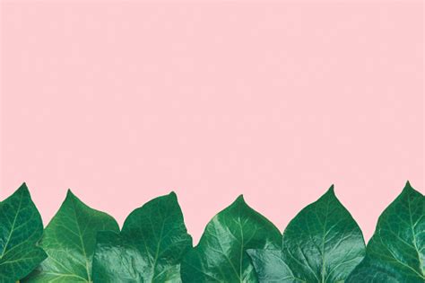 신선한 녹색 아이비에서 아름 다운 패턴에 밝은 분홍색 배경 프레임 테두리를 형성 나뭇잎 배너 포스터 발표 템플릿입니다 식물 한 단풍 스파 유기농 화장품 웰빙 개념입니다 공간