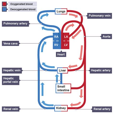 Human Circulatory System Gcse Biology Revision Notes