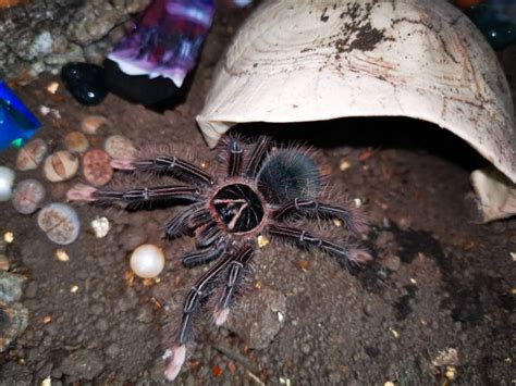 Theraphosa Apophysis Pinkfoot Goliath Bird Eater Tarantula Happyforeststore For Sale