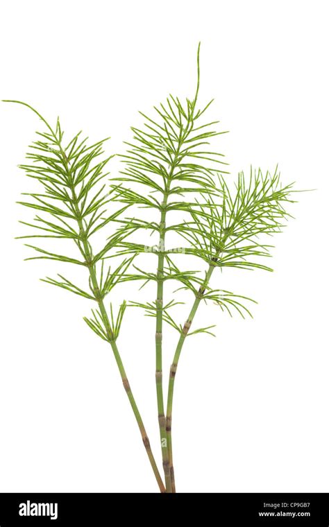 Equisetum Arvense