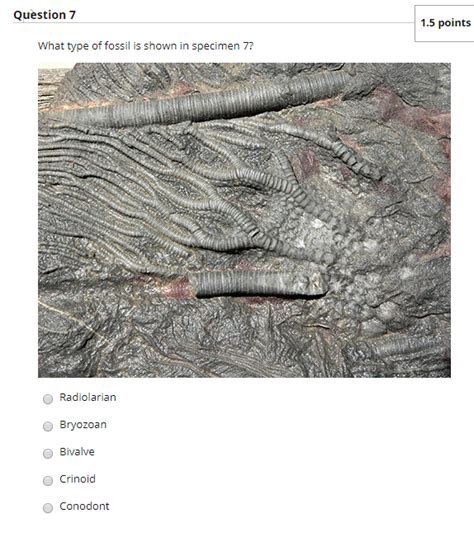 Solved Question 1 1 5 Points What Type Of Fossil Is Shown In