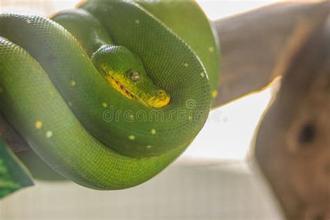 Cute Green Tree Python Morelia Viridis A Species Of Python Na Stock