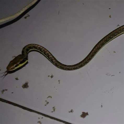 Harga Ular Picis Terbaru Juli 2024 Biggo Indonesia