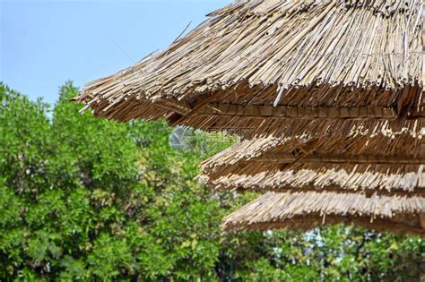 阳光明媚日热带海滩草伞和绿树背景模糊不清的草原雨伞摘要浏览情况高清图片下载 正版图片506014036 摄图网