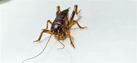 Close Up House Brown Cricket Insect Or Known As Acheta Domestica In The