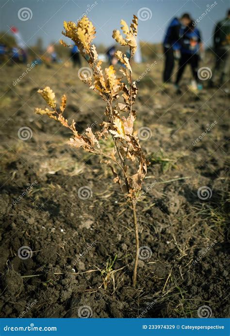 Shallow Depth Of Field Selective Focus Image With An Oak Sapling During An Autumn Tree Planting