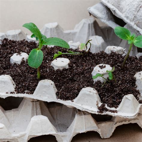 Egg Cartons Not Recyclable Eureka Recycling