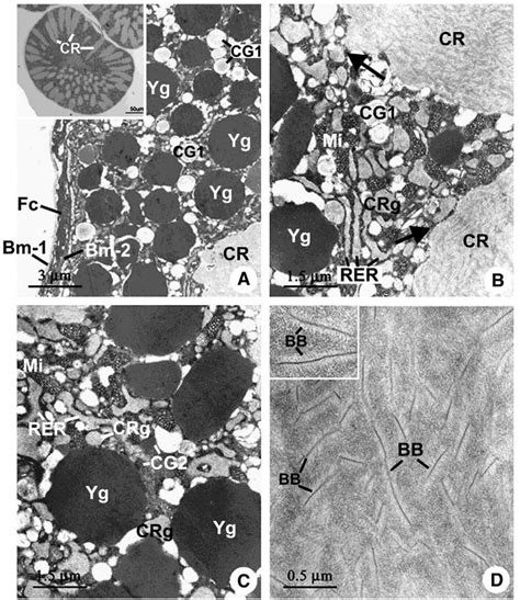 Ultrastructure Of Stage 4 Oocyte Oc 4 Showing The