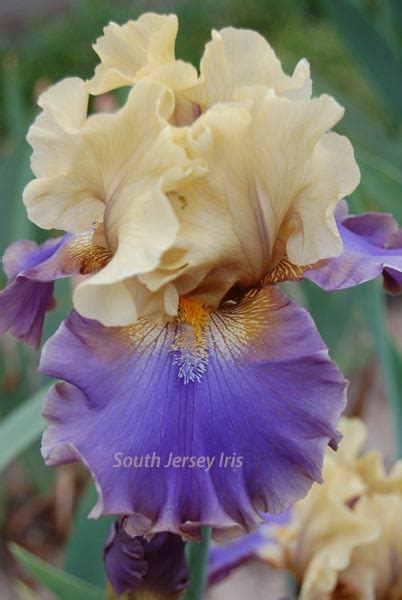 First Avenue South Jersey Iris