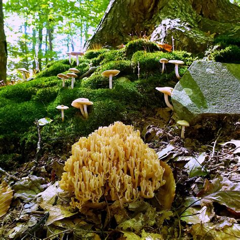 Discover More Like Mushroomporn The Mycelium Was Calling And Related Content Scrolller