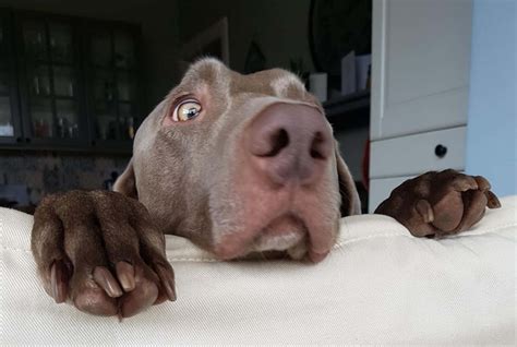 200 Funny Dog Picture