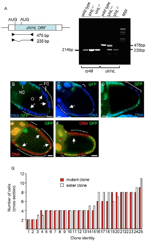 Drosophila Vhl Mutant Follicle Cells Exhibit Epithelial Defects