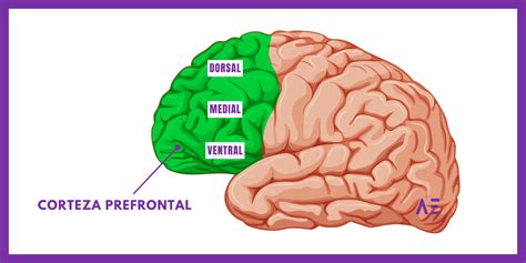 Diagrama Do Cortex Pre Frontal Um Desenho De Um Cérebro Com Um Fundo