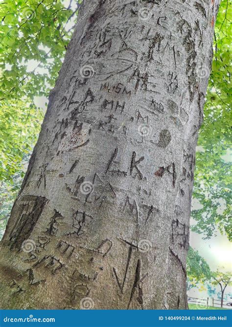 Letters Carved Into A Tree Stock Photo Image Of Damage