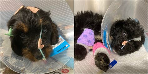 Can You Help Rspca Save The Lives Of 3 Sick Cockapoo Puppies