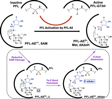 Pyruvate Formate Lyase Activating Enzyme The Catalytically Active 5′ Deoxyadenosyl Radical
