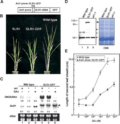 Figure 1 From Gibberellin Signaling Pathway Is Regulated By The