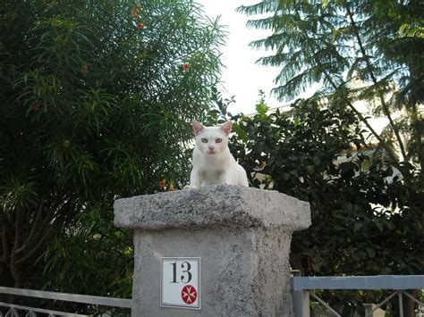 The Open Images Dataset V4 Unified Image Classification Object Detection And Visual