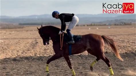 الحصان العربي الأصيل غياث ابن الفحل برق البريق ابن الفحل الأسطورة بريق