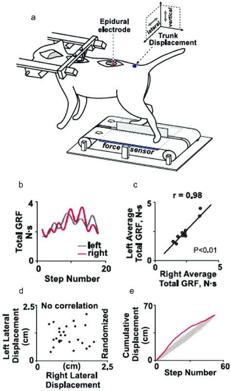 Feedforward Regulation Of Maintaining Balance During Stepping In Download Scientific Diagram