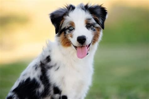 Full Grown Mini Aussie
