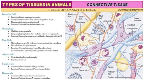 Structure Of Connective Tissue
