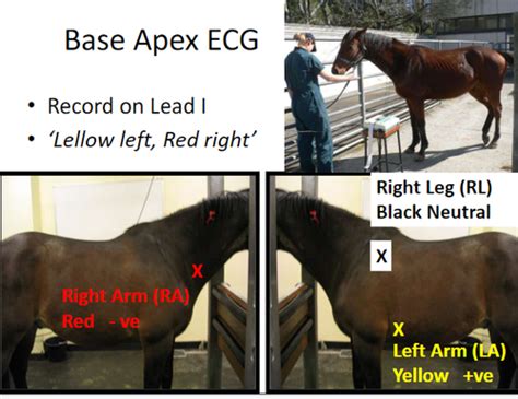 Asci 438 Lab Practical Flashcards Quizlet