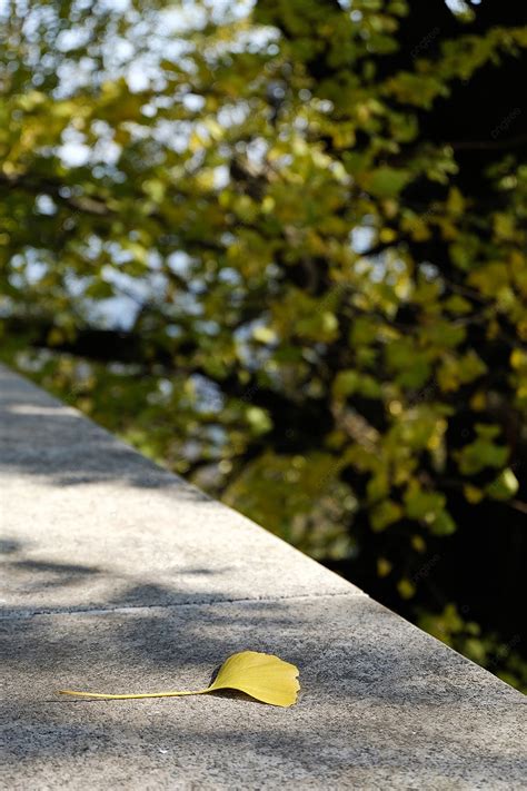 Close Up Of A Single Fallen Maple Leaf Falling On The Ground Background Fall Maple Leaf Leaf