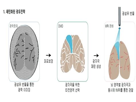 빔프로젝터 쏴 뇌 연결지도 만든다뇌 회로 추출 새 방법 제시
