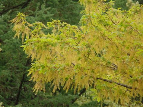 ミツデカエデ三手楓 雄花 いきものガイド 茅野市 市民の森 いきものガイド