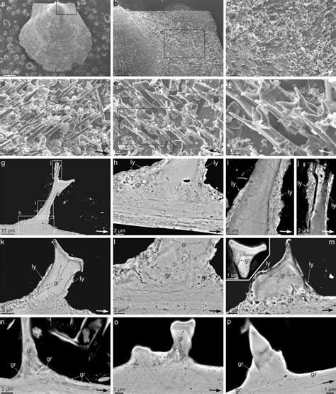 Surface And Cross Sectional Views Of The Shell And Aerials Of Download Scientific Diagram