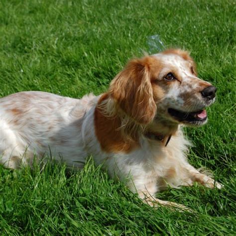 Cocker Spaniel Breeders In Virginia With Puppies For Sale Puppyhero