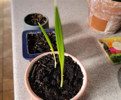 How To Germinate A Date Seed Storables