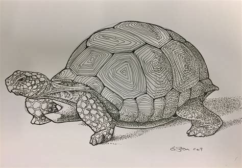 Tortoise Pencil Sketch A Beginners Guide To Drawing This Unique Creature
