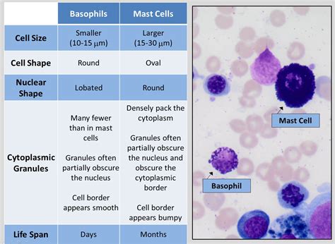 Basophil Mast Cell
