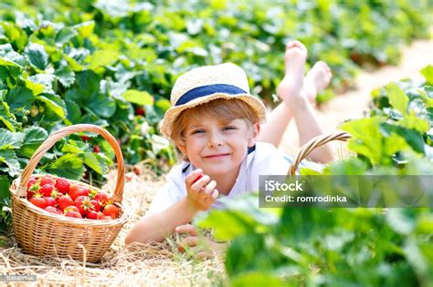 행복 한 사랑 스러운 작은 아이 소년 따기와 여름에 유기농 베리 바이오 농장에서 딸기를 먹고 따뜻한 화창한 날에 재미 있는 아이가 도움으로 재미 딸기 밭 밭 잘 익은 붉은