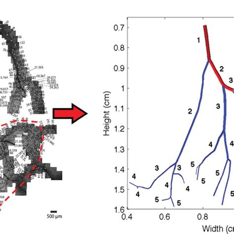 A Computational Network Reconstruction Schematic Schematic Of Digital Download Scientific