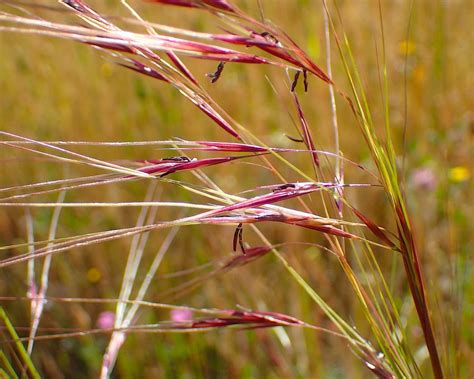 Purple Needlegrass Seeds Nassella Pulchra — Northwest Meadowscapes